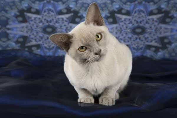 Vestibular Disease in Cats: Causes, Signs, & Treatments (Vet Answer ...