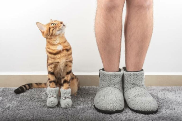 What’s a Velcro Cat? 10 Vet-Approved Ways to Tell You Have One - Catster