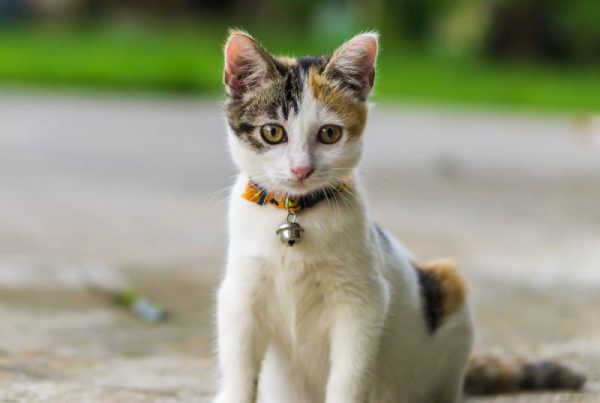 Why Do Cats Move Their Ears? Vet Reviewed Science & Meanings Explained ...