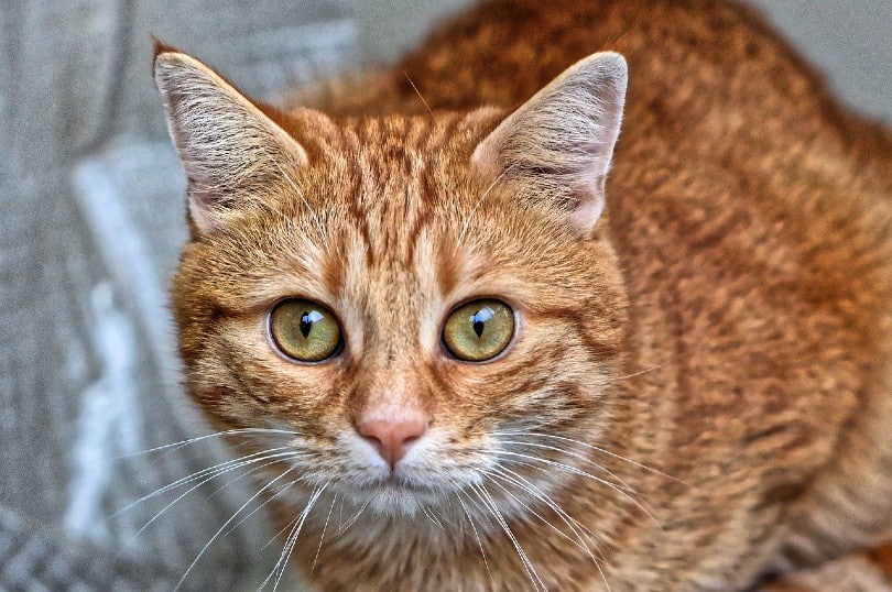 15 Fascinating Facts About Red Tabby Cats - Catster