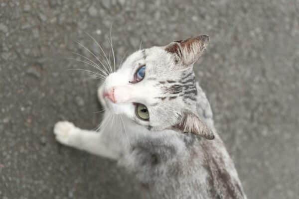 Keratitis in Cats: Causes, Diagnosis & Treatments (Vet Answer) - Catster