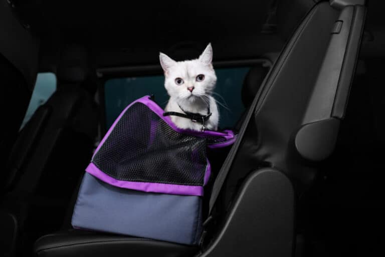 Why Do Cats Hate Car Rides? 7 Vet-Reviewed Reasons - Catster