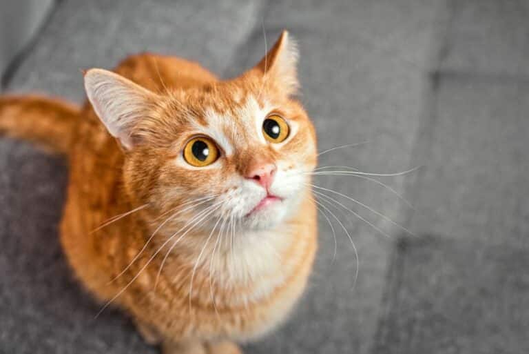 15 Common Household Hazards for Cats & Vet-Approved Safety Tips - Catster