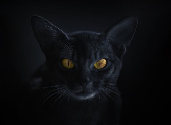 Cat Sìth: The “King of Cats” From Celtic Mythology - Catster