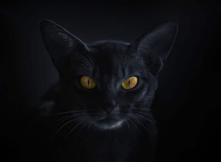 Cat Sìth: The “King of Cats” From Celtic Mythology - Catster