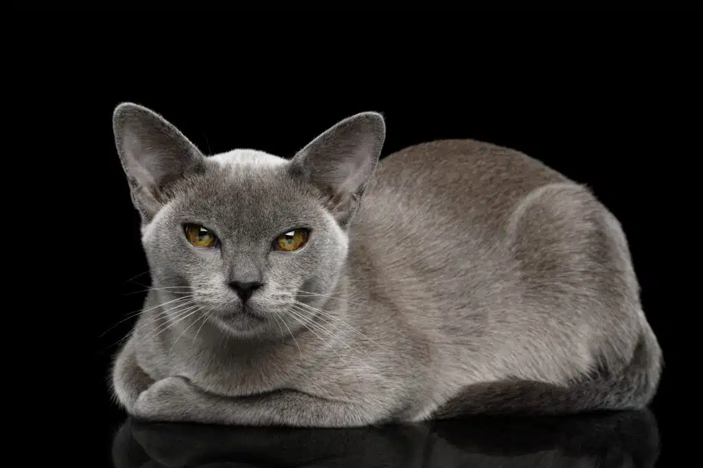 List of Cat Breeds (A-Z) With Photos