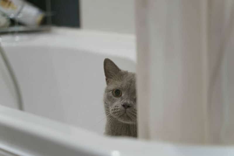 What Are Cats Scared Of? 8 Feline Fears & How to Help - Catster