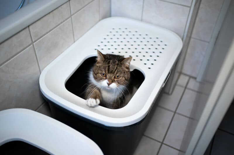 Do Cats Like Enclosed Litter Boxes? Pros, Cons & Useful Tips - Catster
