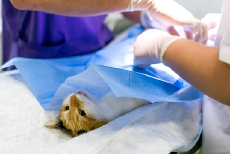 Ovarian Remnant Syndrome in Cats: Causes, Signs & Treatments (Vet ...