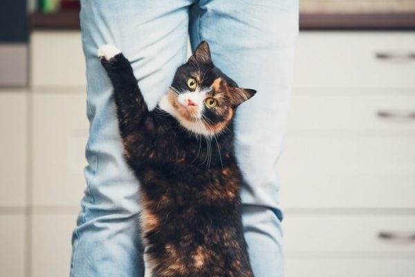 Cat Life Stages Explained (Plus 12 Vet-Approved Tips To Improve Their ...