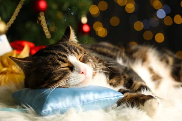 The Night Before Christmas, Feline Style - Catster