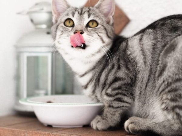12 Vet-Approved Homemade Cat Treat Recipes (With Instructions) - Catster