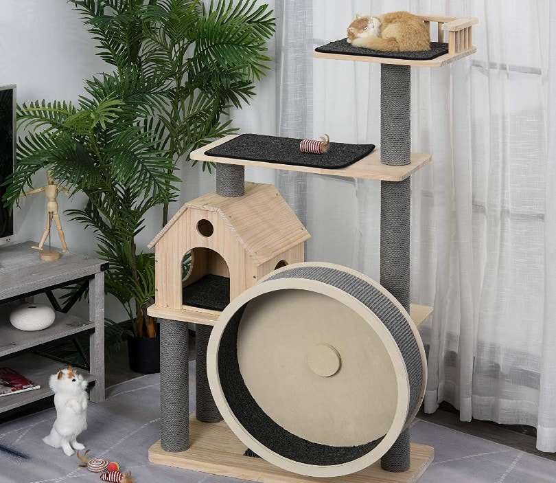 6 Best Cat Exercise Wheels in 2024 - Reviews & Top Picks - Catster