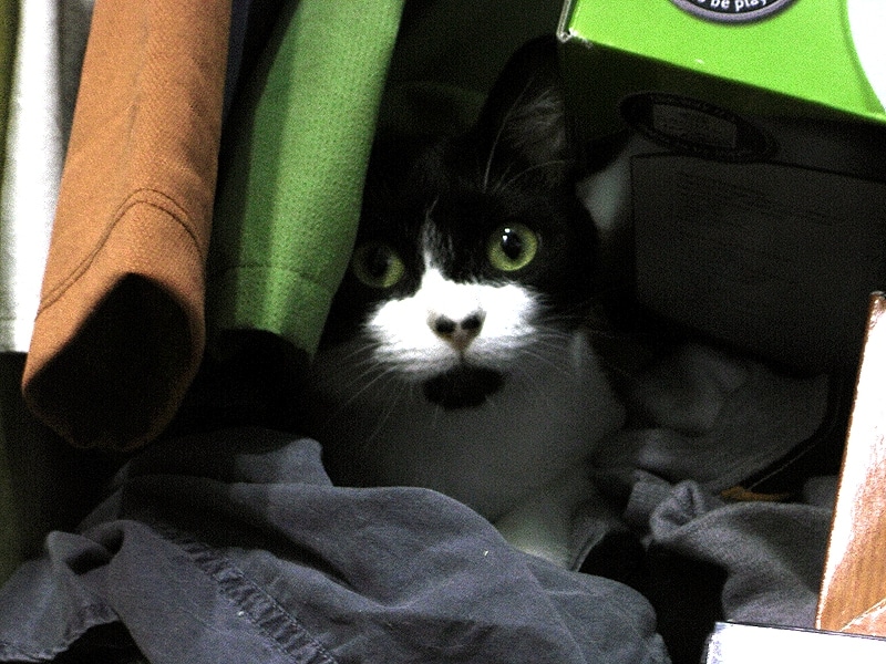 10 Vet-Reviewed Reasons Why Your Cat Runs Away & How to Stop It - Catster