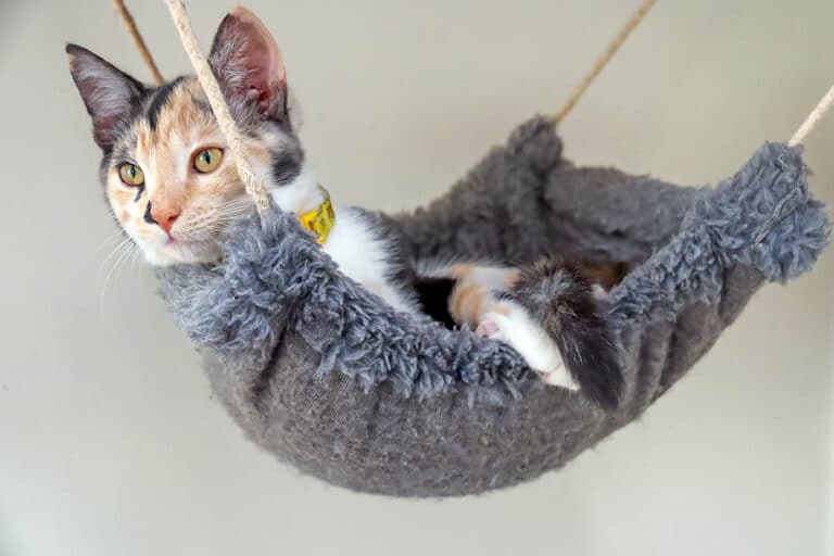 6 Interesting Facts About Cats' Testicles & Vet Approved Neutering ...