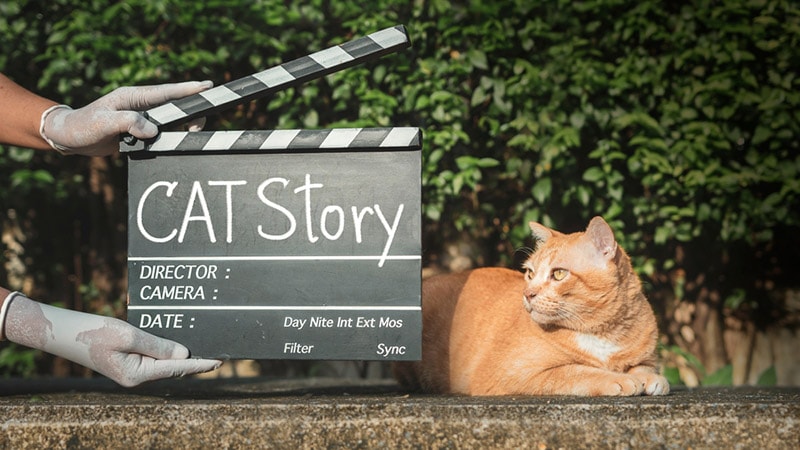 Feline Actors: Our 20 Favorite Movies Starring Cats - Catster