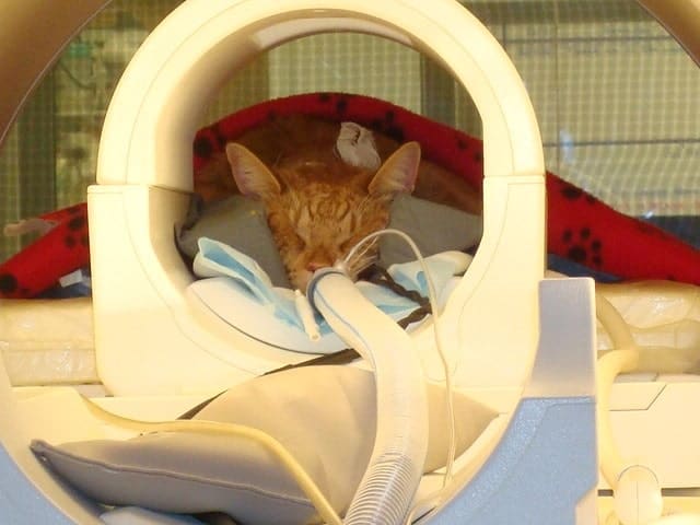 MRI For Cats: What Is It, Uses & Costs - Catster