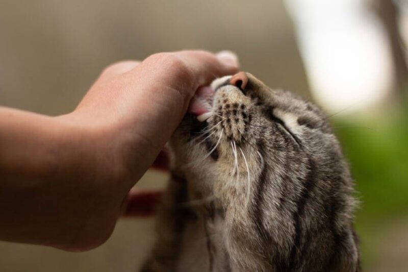 What Is a Cat Kiss? Feline Affection Explained - Catster