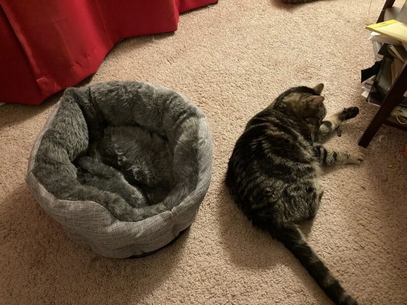 10 Best Cat Beds for Older Cats in 2025 - Reviews & Top Picks - Catster