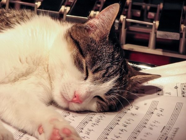 How to Sing to Your Cats (& Do They Like It)? Feline Musical Facts ...