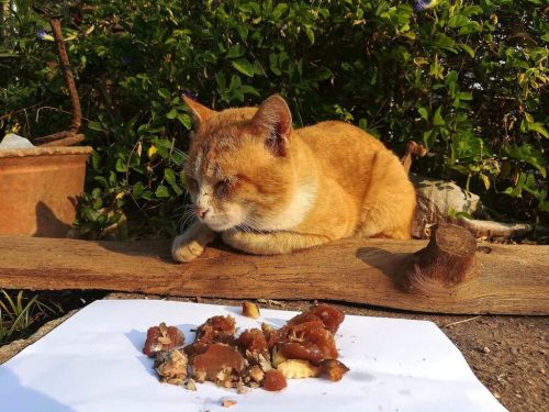 How Do Cats Show Sadness? 8 Vet-Verified Ways - Catster