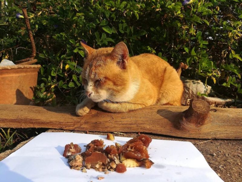 How Do Cats Show Sadness? 8 Vet-Verified Ways - Catster