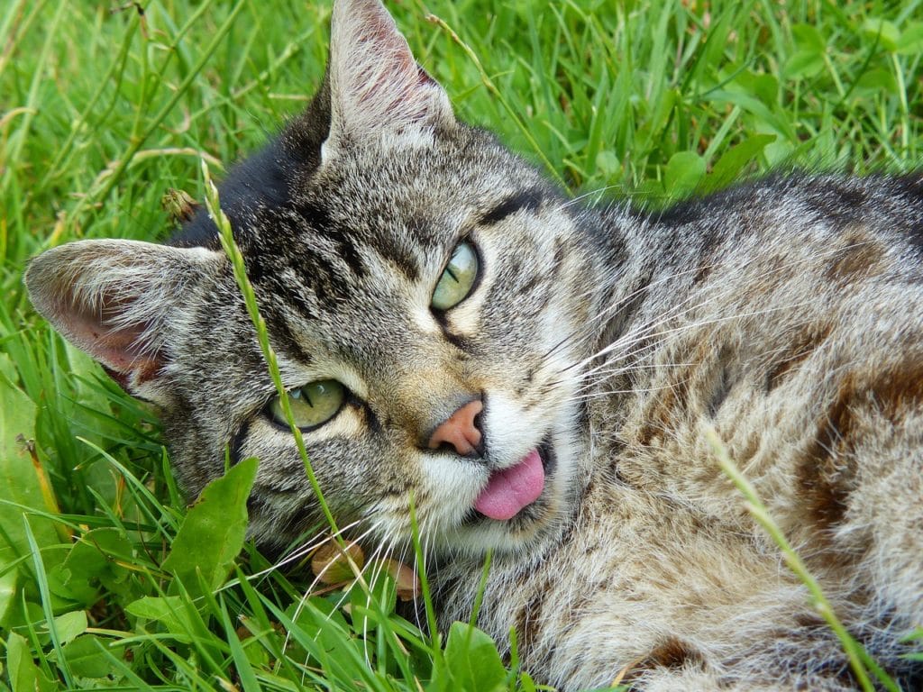 Why Do Cats Blep? 11 Vet-Veified Reasons for This Behavior - Catster