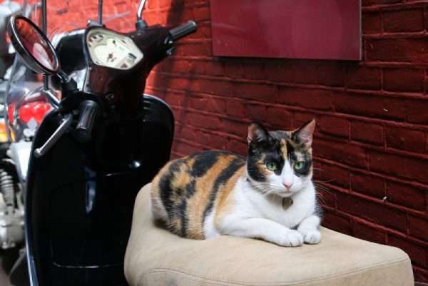 Can a Cat Ride on a Motorcycle Safely? Vet-Reviewed Facts & Tips - Catster