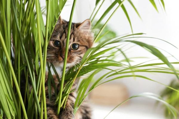 Grow a Herb Garden That’s Safe for Your Cat - Catster