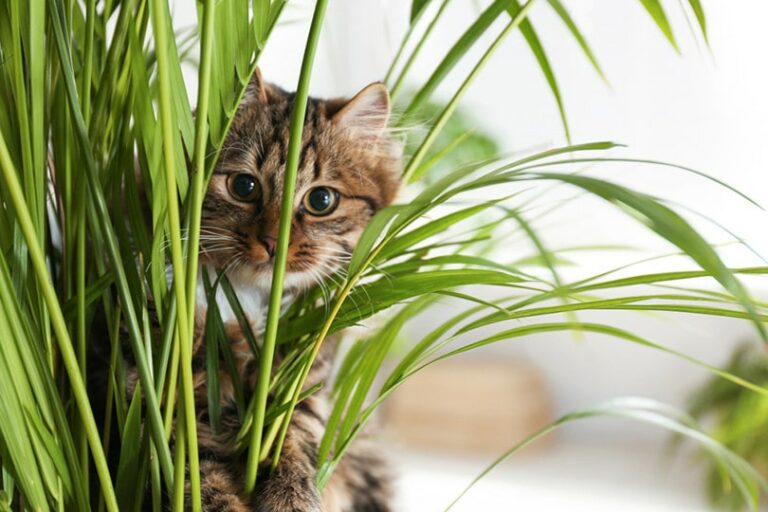 Grow a Herb Garden That’s Safe for Your Cat - Catster