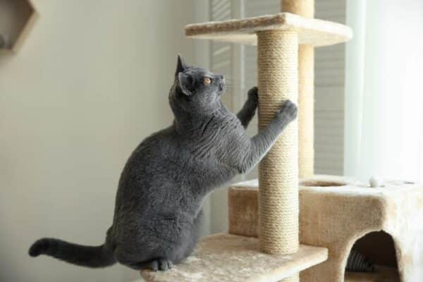 How to Stop a Cat from Scratching Furniture: 4 Vet Approved Methods ...