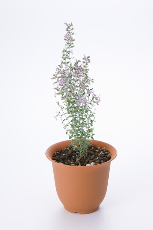 Cat Litter Attractants: Do They Work? Vet-Approved Facts & FAQ - Catster