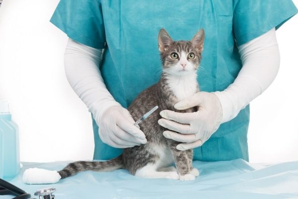 Injection-Site Sarcoma: 9 Vet-Verified Facts - Catster