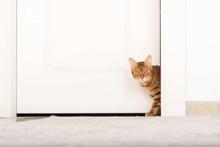 How to Keep a Cat From Running Out the Door: Our Vet Answers - Catster