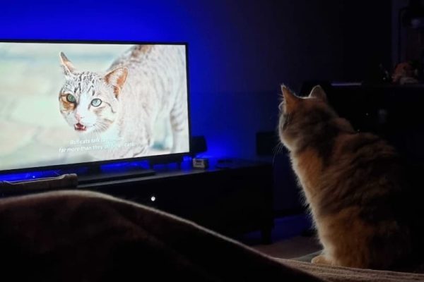 'Inside the Mind of a Cat' Netflix Documentary Review 2026: Pros & Cons ...