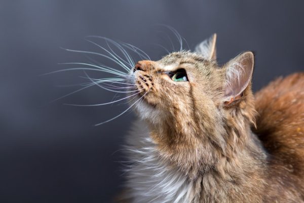 9 Interesting Facts About Cat Whiskers You Need to Know - Catster