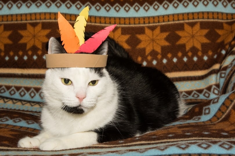 225 Royal & Regal Cat Names: Great Ideas for Your Noble Cat - Catster