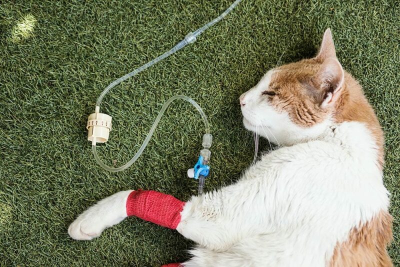 Why Can't My Cat Pee? 6 Possible Reasons (Vet Answer) - Catster