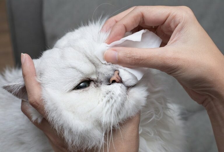 How to Keep Your Cat’s Eyes Healthy: Vet-Approved Guide - Catster
