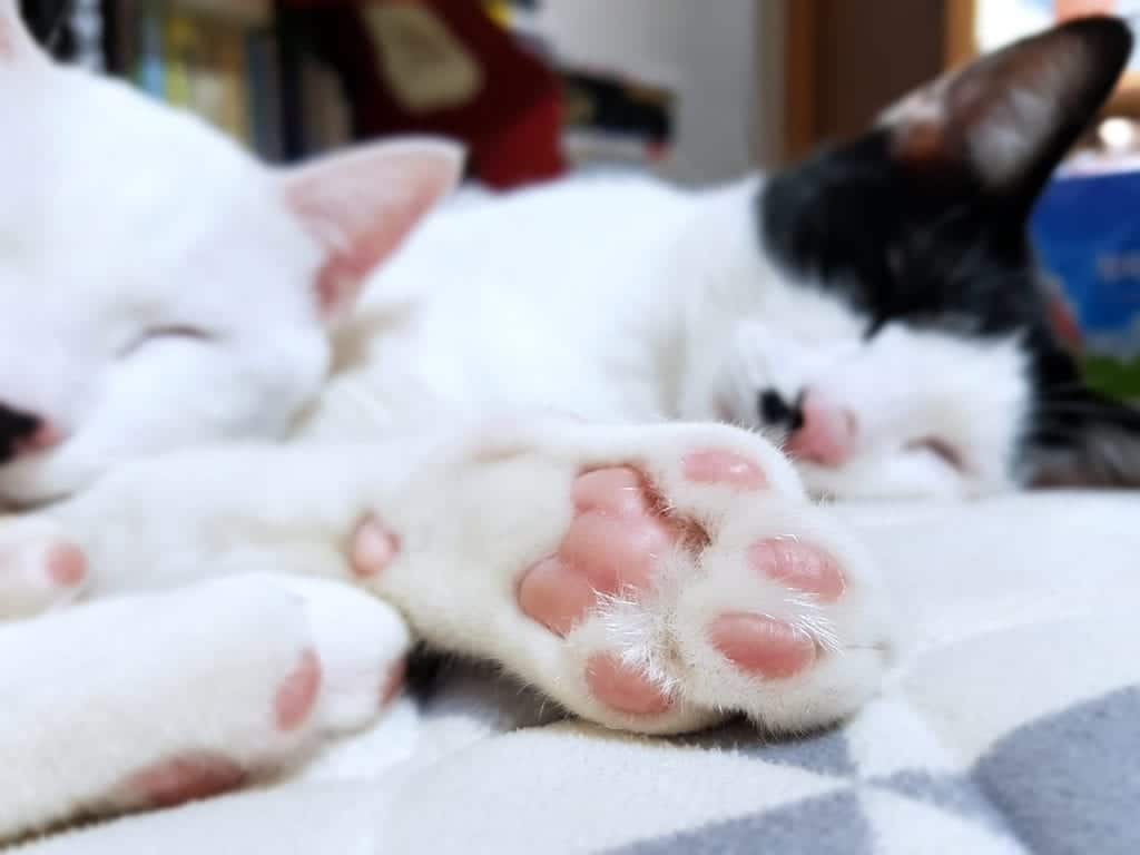 Cat Toe Beans: 8 Fun Facts & Pictures - Catster