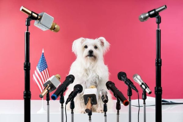 Animal Politicians: 10 US Towns That Have Elected Furry Friends - Catster