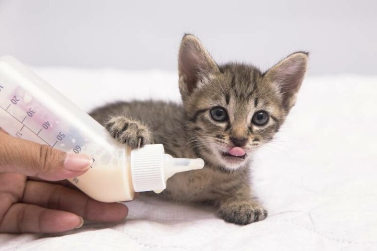 How to Bottle Feed a Kitten: Vet-Approved Tips & Feeding Chart (With ...