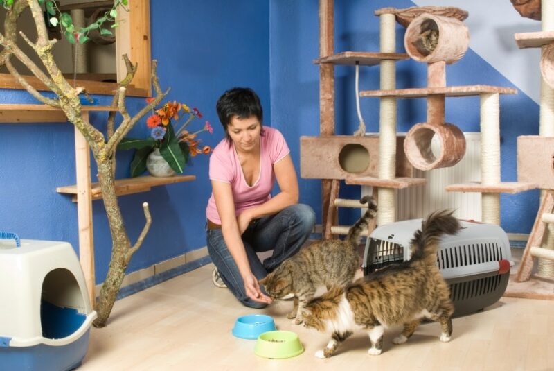 How to Calm an Angry Cat: 7 Vet-Approved Steps & Tips - Catster