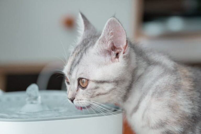 Do Cats Need Water Fountains? Vet-Approved Benefits & FAQ - Catster