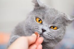 Does Your Cat Listen to You? Feline Behavior Explained (Vet-Reviewed ...