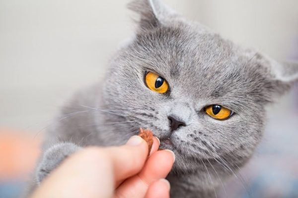 How to Stop a Cat From Overeating: 9 Vet-Approved Tips & Tricks - Catster