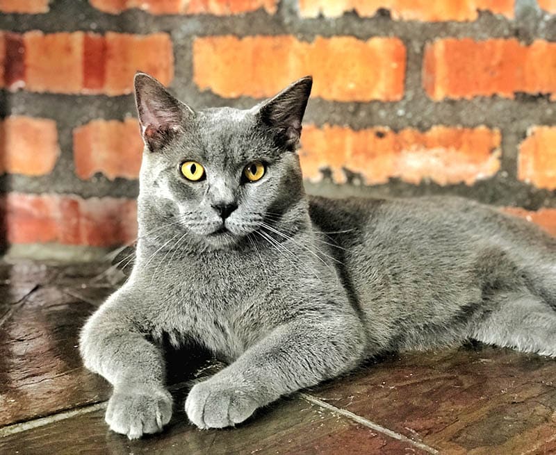 15 Grey Cat Breeds (With Pictures) - Catster