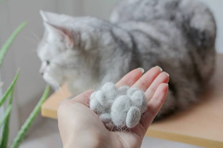 How to Deal With Cat Hair in Your Home: 10 Helpful Ways - Catster