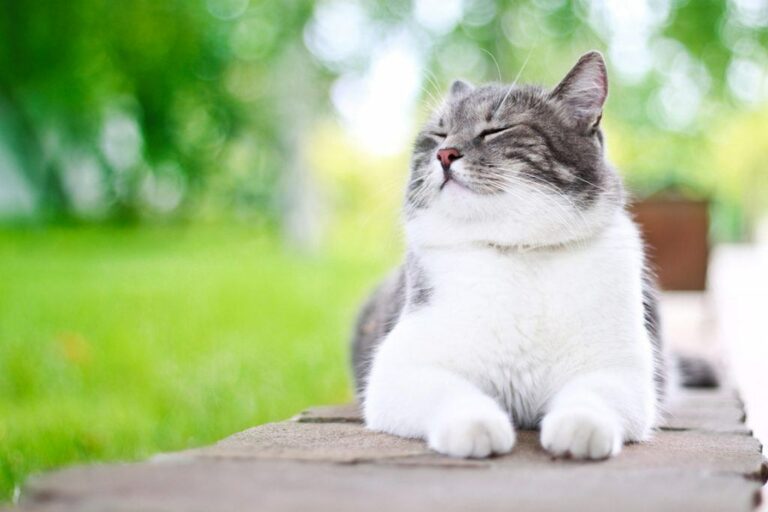 What Smells Do Cats Like? 9 Vet-Verified Scents They Can't Resist - Catster