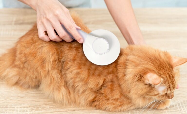 9 Best Cat Grooming Tools of 2025: Reviews & Top Picks - Catster